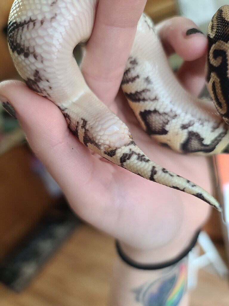 Is my baby hurt / in need of a vet? - Ball Pythons - MorphMarket ...