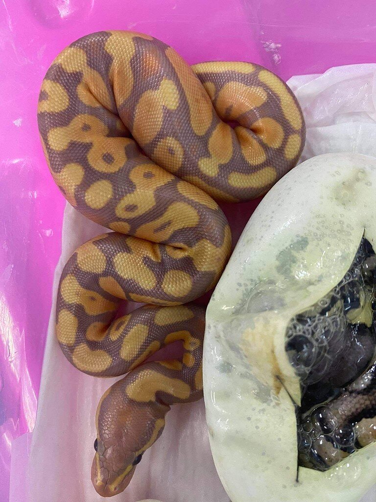 Banana YB Enchi? - Ball Pythons - MorphMarket Reptile Community