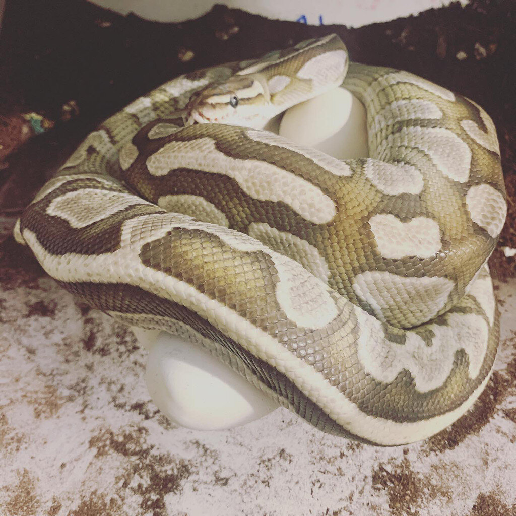 Ball Python Eggs! - Ball Pythons - MorphMarket Reptile Community