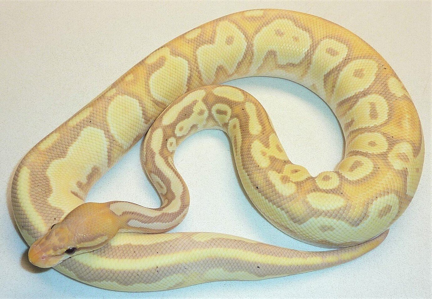 Need help id’ing this snakes morphs - Ball Pythons - MorphMarket ...