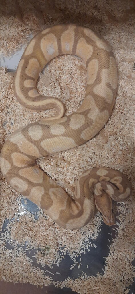 Question about morph - All Reptiles - MorphMarket Reptile Community