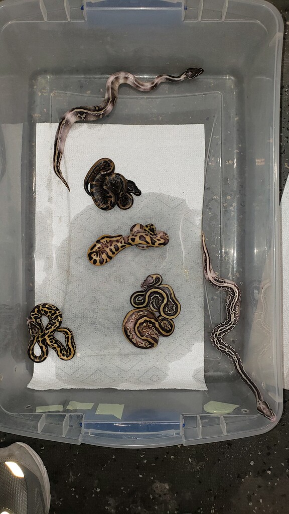 Came home to this crazy clutch - Ball Pythons - MorphMarket Reptile ...