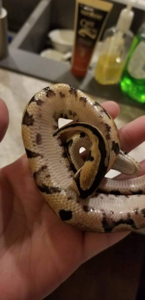 Ball python morph id help - Ball Pythons - MorphMarket Reptile Community