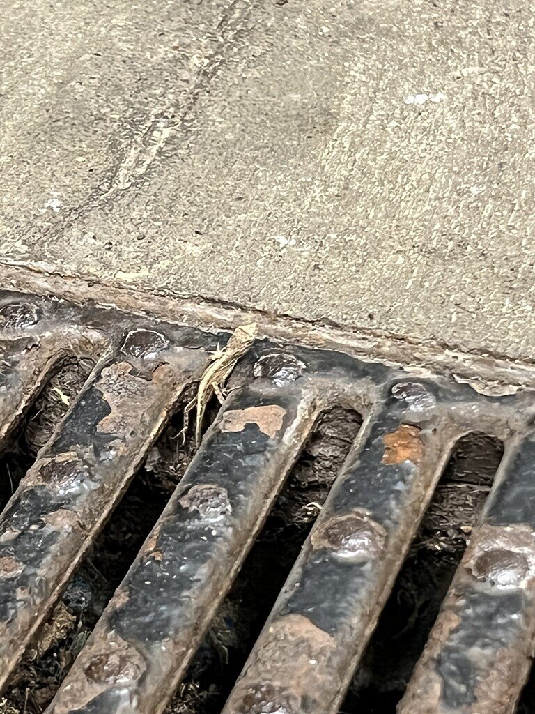 Tiny lizard ID help - Lizards - MorphMarket Reptile Community