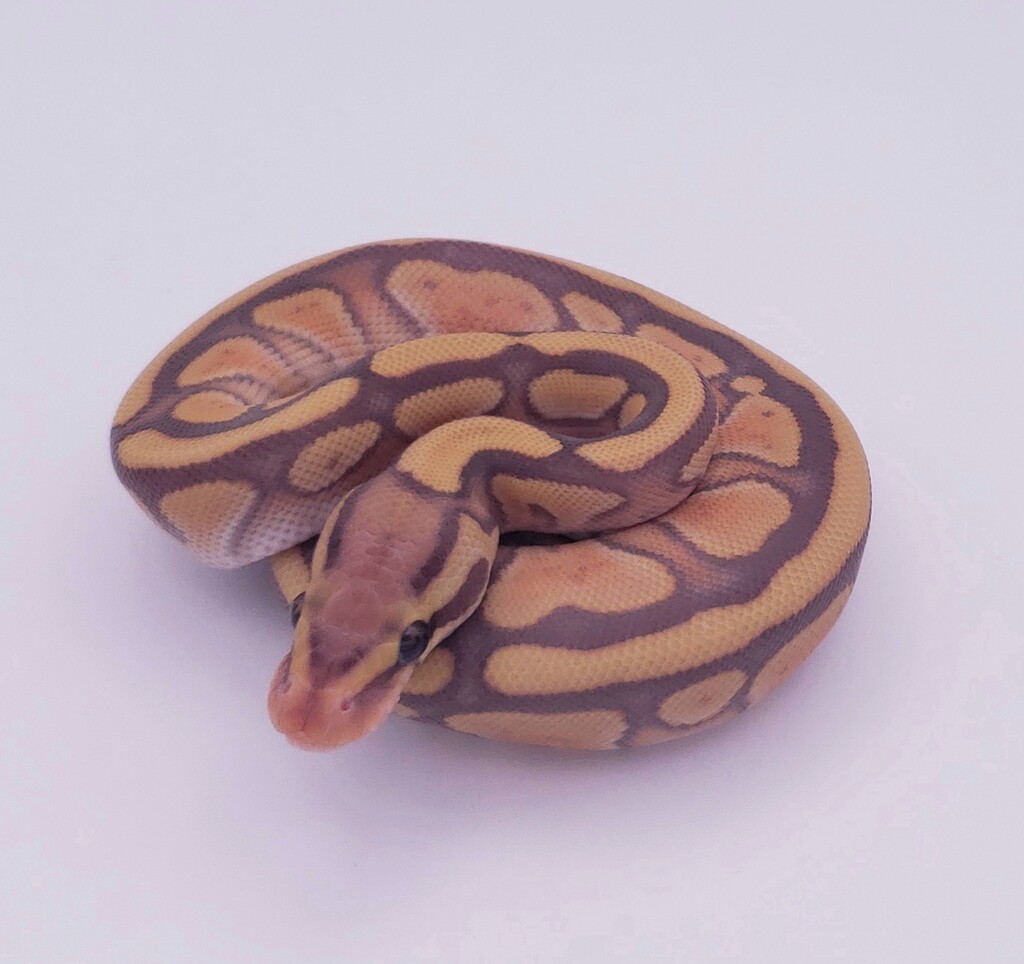 Fresh shed babies! (OpJa2025 clutch) - Ball Pythons - MorphMarket ...