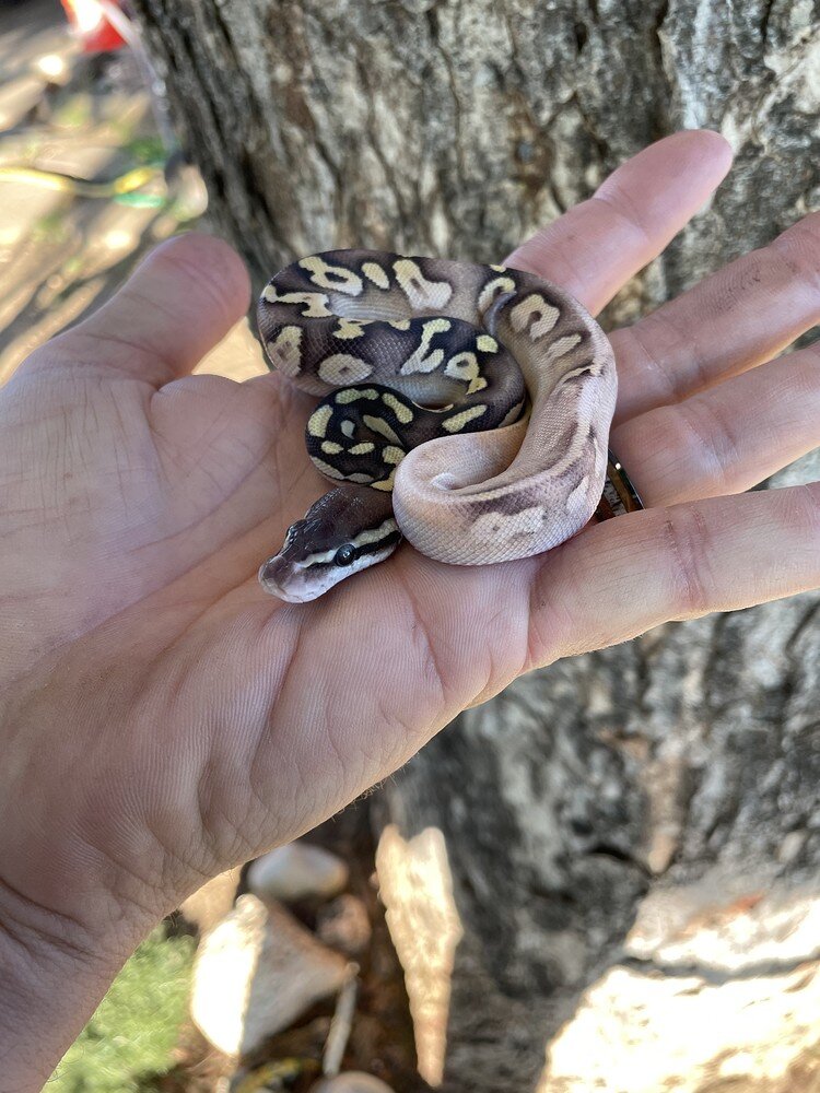 Hard Belly Removal *Graphic Treatment Photo* - Ball Pythons ...