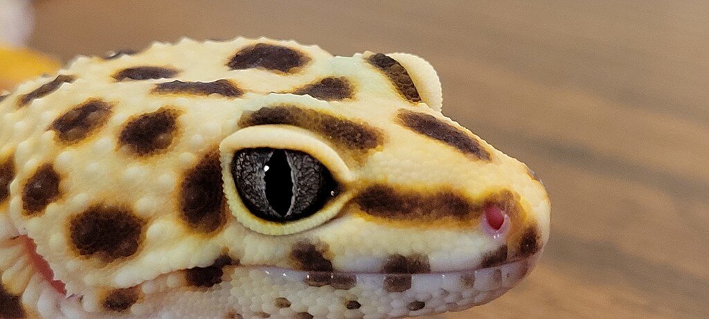 Leopard gecko eyesight - Leopard Geckos - MorphMarket Reptile Community