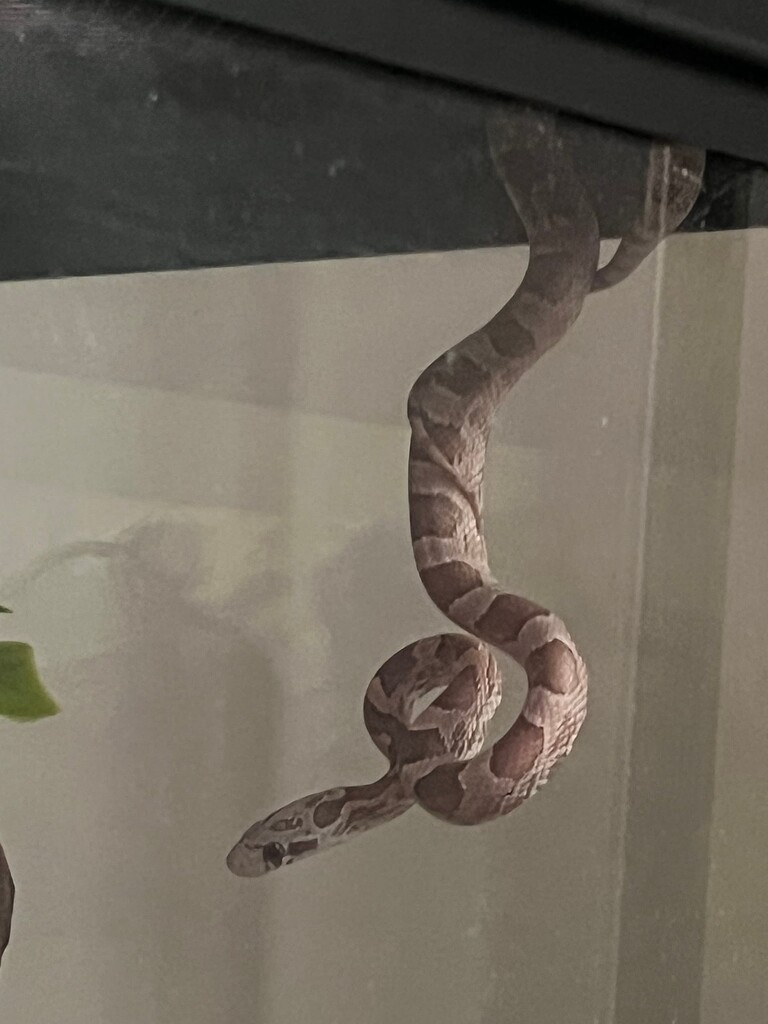 New Noodle in the Community - Corn Snakes - MorphMarket Reptile Community
