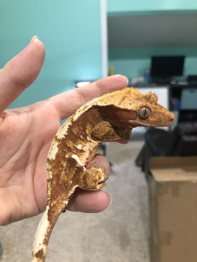 Morph predictions for future babies? - Crested Geckos - MorphMarket ...