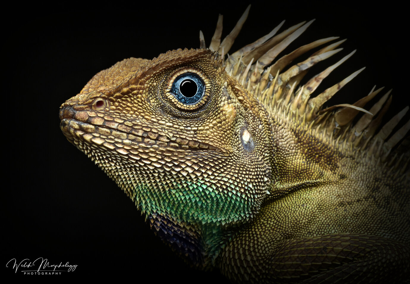 Behind Blue Eyes - Other Lizards - MorphMarket Reptile Community