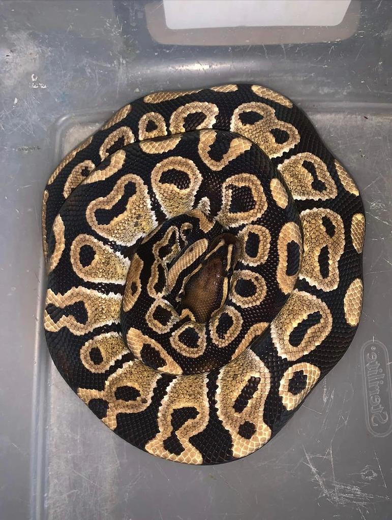 Morph Identifcation - Ball Pythons - MorphMarket Reptile Community