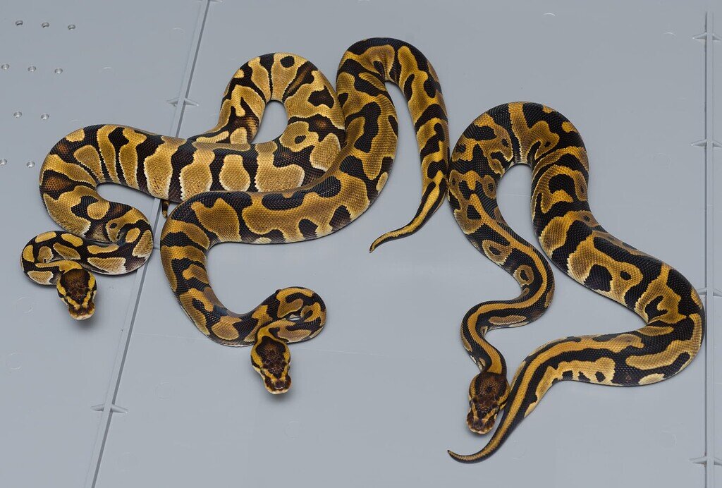 Enchi vs Enchi Leopard vs Leopard Comparison Photos - Ball Pythons ...