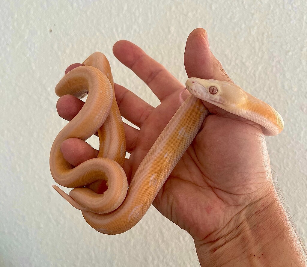 Meet Walter :D - Reticulated Pythons - MorphMarket Reptile Community