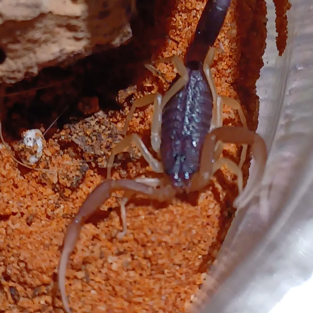 Hottentotta Franzwerneri 3i and a few other pics - Scorpions ...