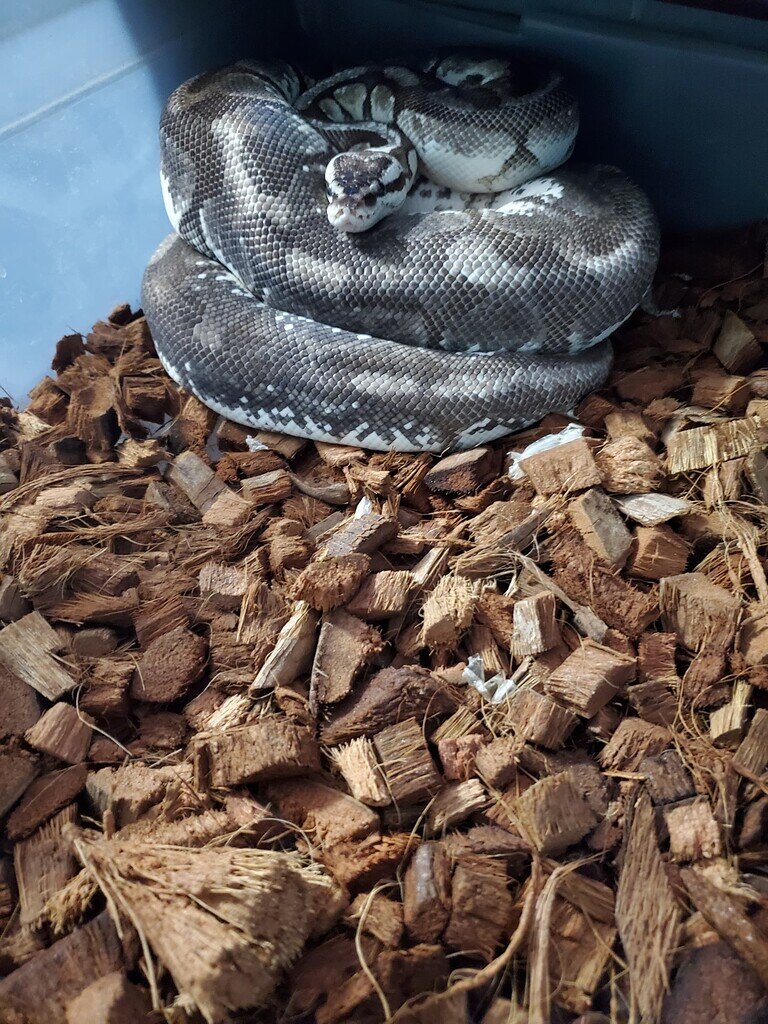 Hopefully this girl is ready! - Ball Pythons - MorphMarket Reptile ...