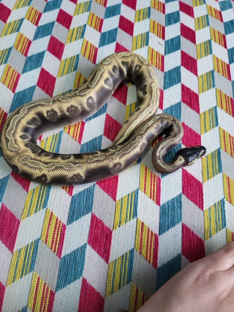 New combo THE GOLDEN EYE [DONE] - Ball Pythons - MorphMarket Reptile ...