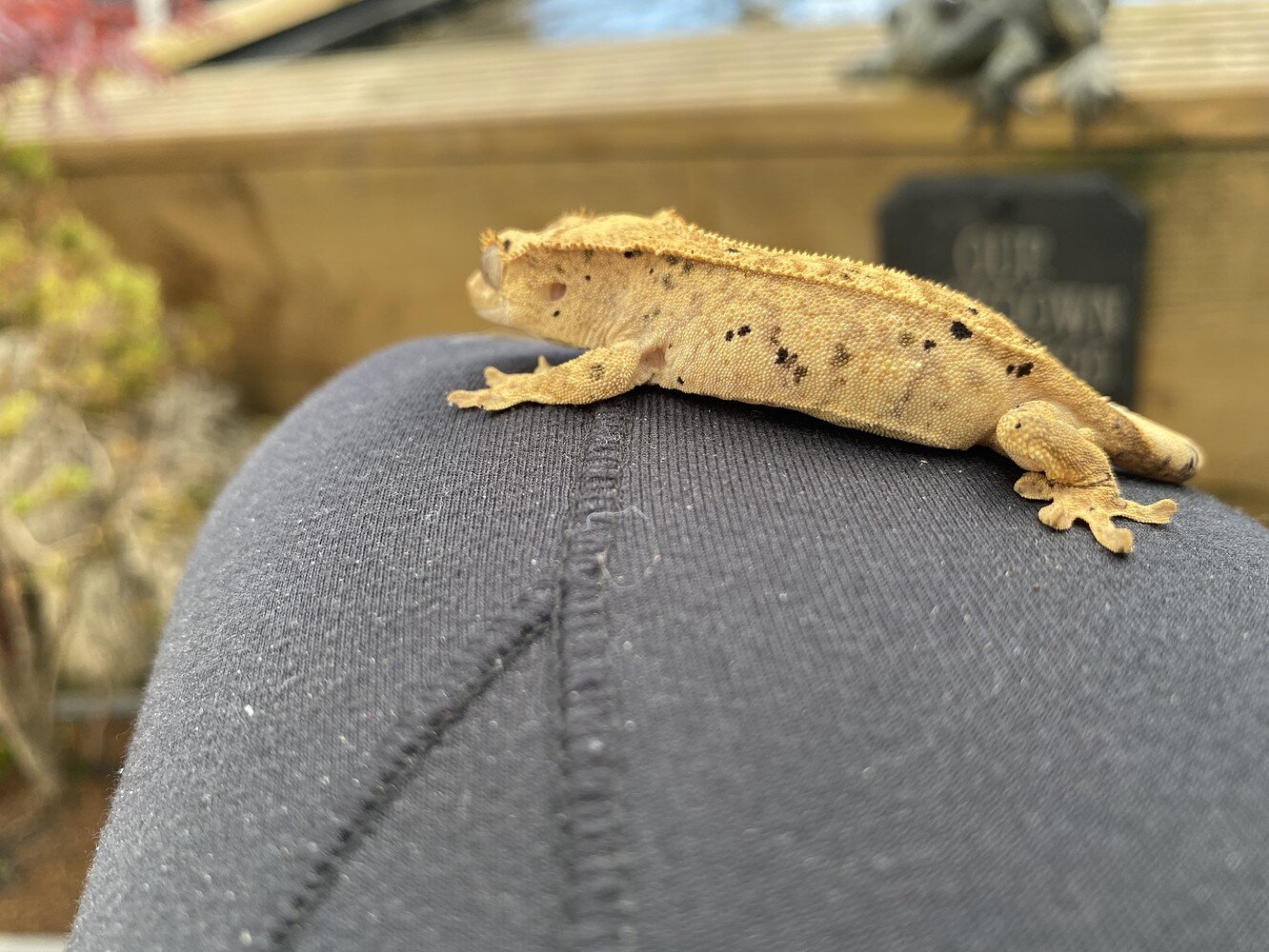 Finally some pics of Spike! - Crested Geckos - MorphMarket Reptile ...