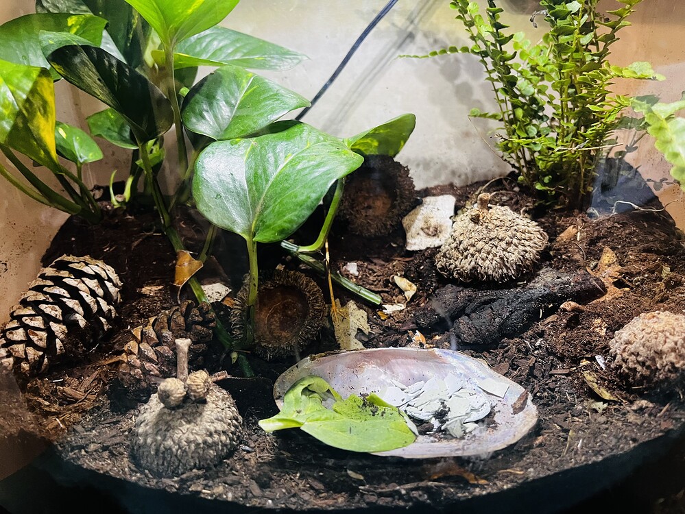 New Isopod Setup - Isopods - MorphMarket Reptile Community
