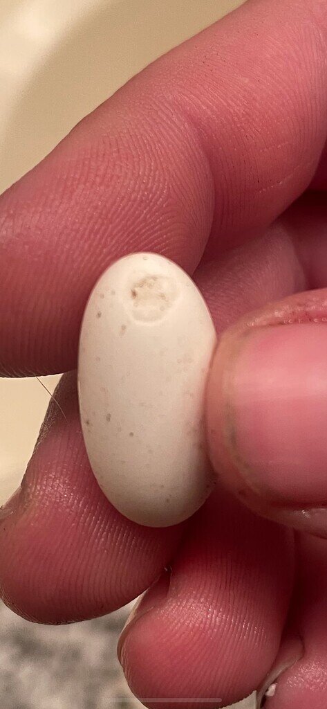 Crested Gecko Egg Not Fully Formed - Crested Geckos - MorphMarket ...