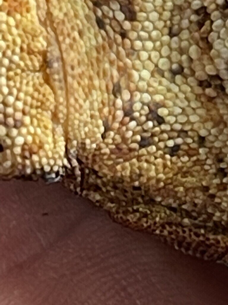 Help Gargoyle Sex Identification Gargoyle Geckos Morphmarket Reptile Community