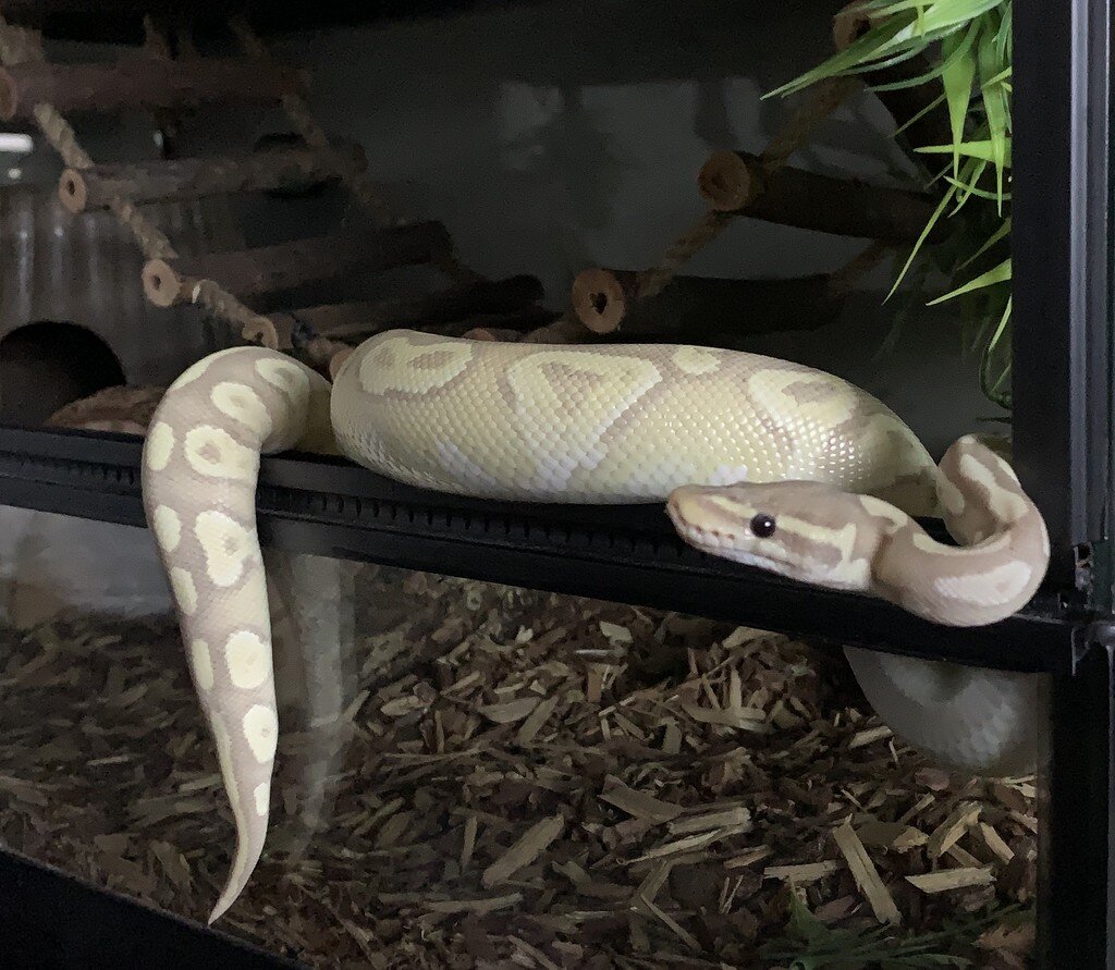 Banana mystic? - Ball Pythons - MorphMarket Reptile Community