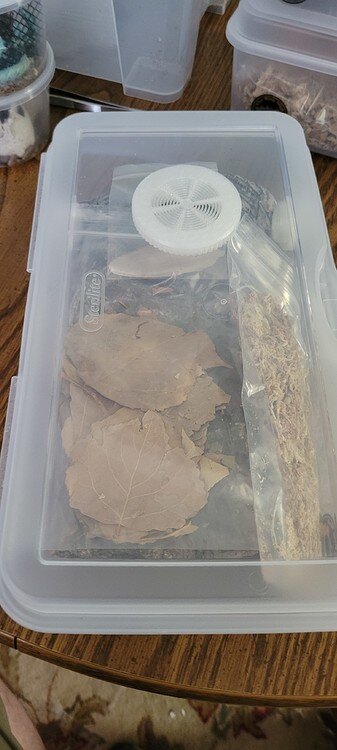 Three New Isopod enclosures - Isopods - MorphMarket Reptile Community