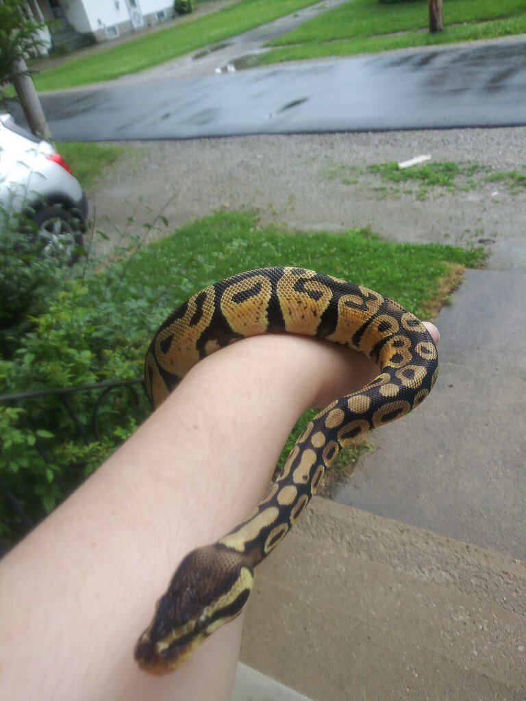 Crazy pattern - Ball Pythons - MorphMarket Reptile Community