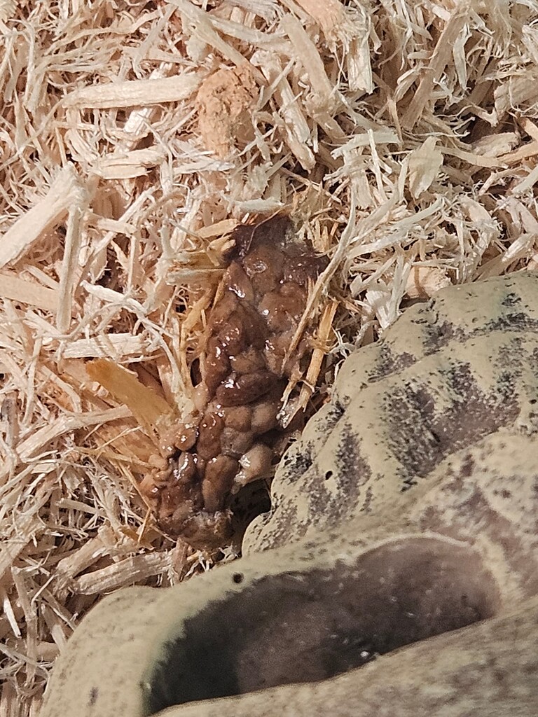 Change in Hognose poop - Hognose Snakes - MorphMarket Reptile Community