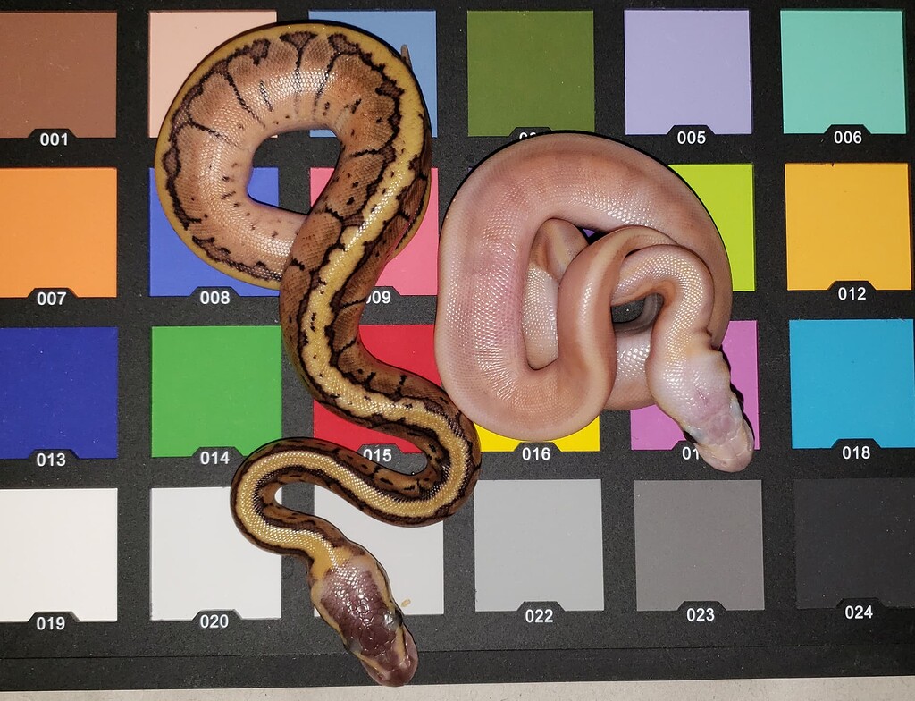 Tiny clutch ID help low markers - Ball Pythons - MorphMarket Reptile Community