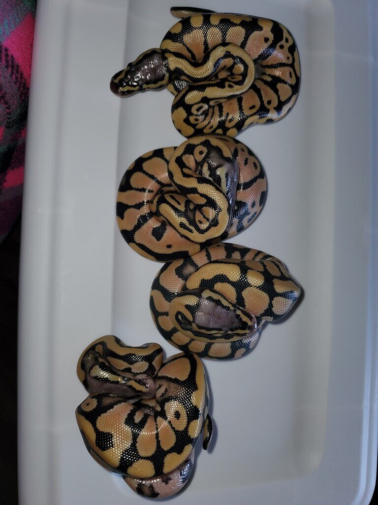 I have babies! - Ball Pythons - MorphMarket Reptile Community