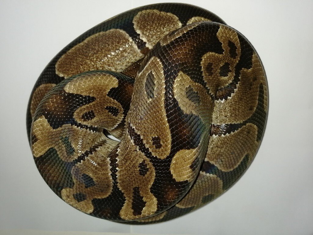 Please help identifying and if it does have a deformity - Ball Pythons ...