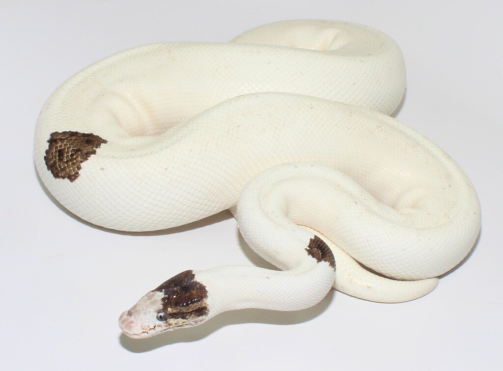 Bamboo Mojave or more? - Ball Pythons - MorphMarket Reptile Community