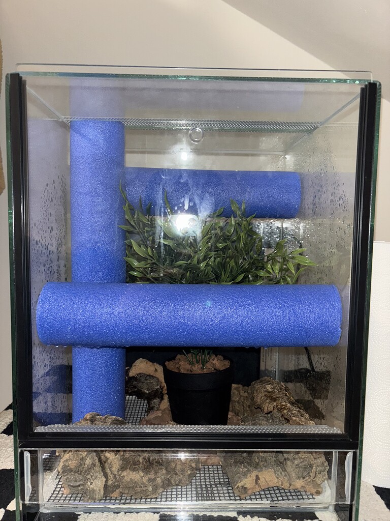 Is my crested gecko's enclosure bad? - Crested Geckos - MorphMarket ...