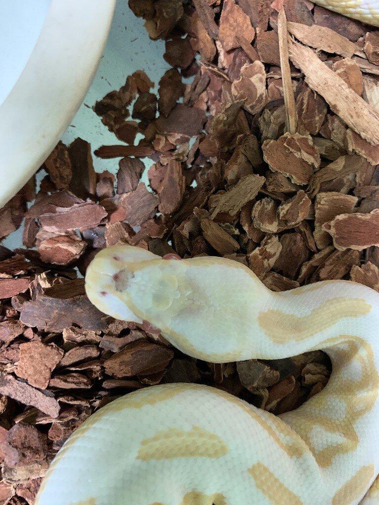 Nose problem - Ball Pythons - MorphMarket Reptile Community