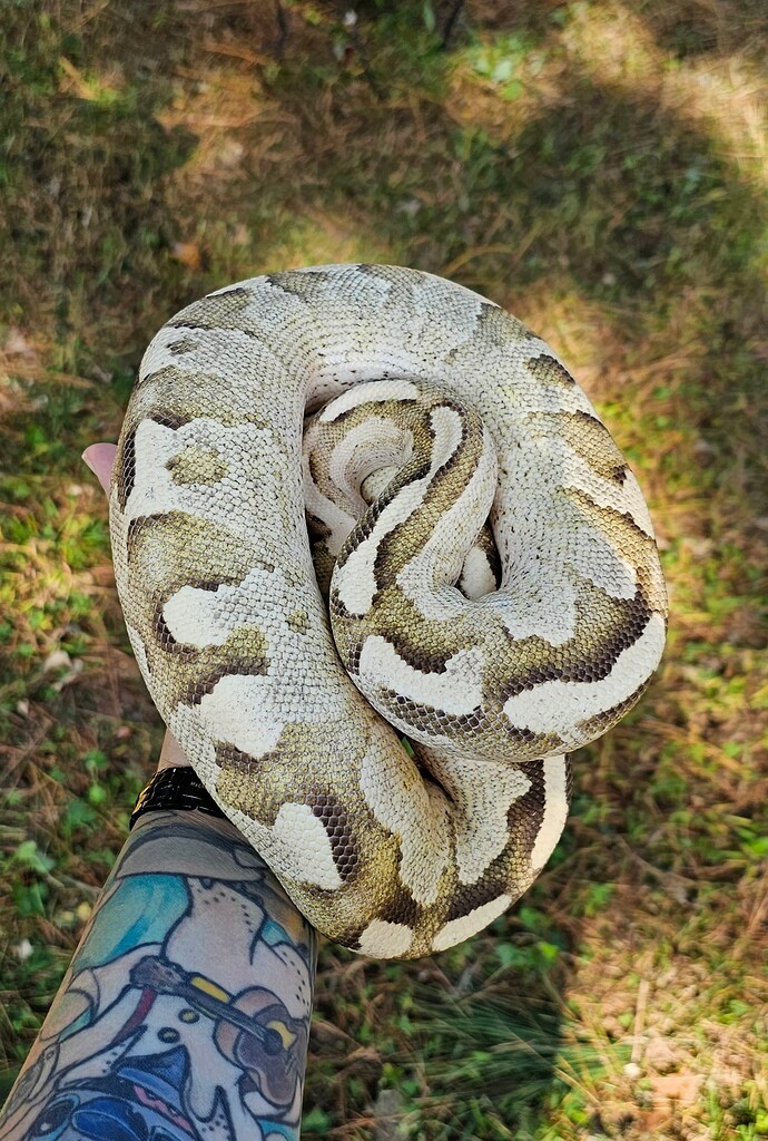 Morph test ideas? - Ball Pythons - MorphMarket Reptile Community