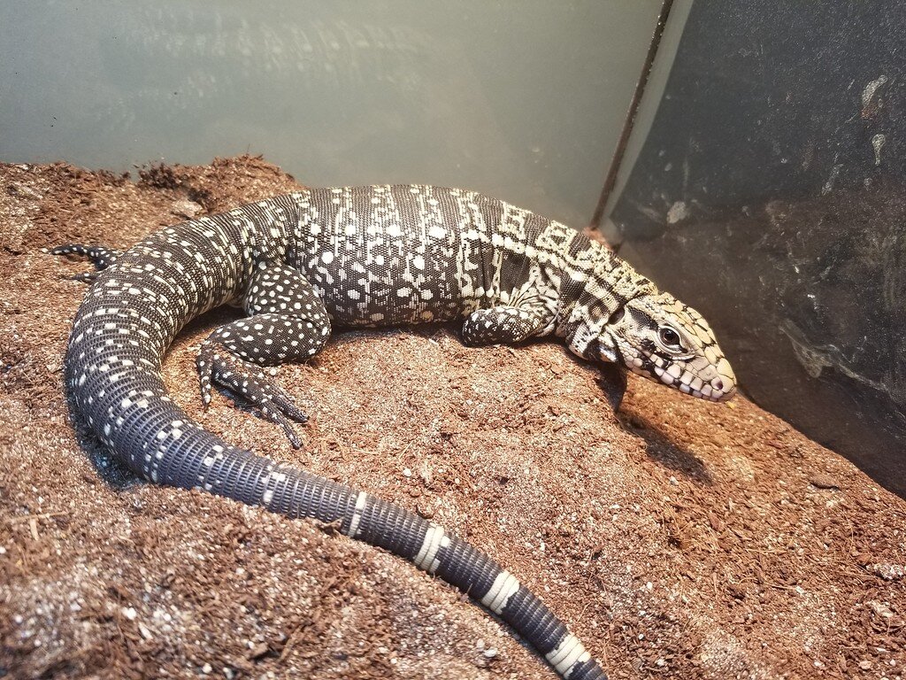 Barbara had her first cheese boy! - Other Lizards - MorphMarket Reptile ...