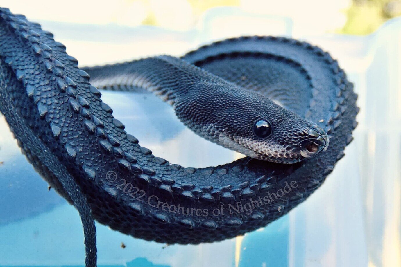 Dragon Snakes Have Unique Personalities! - Other Reptiles - MorphMarket ...