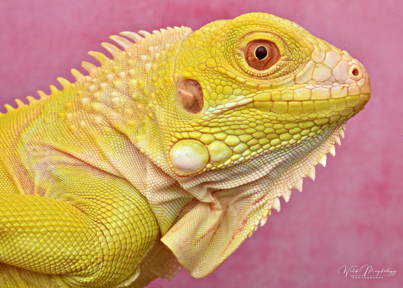 Beautiful girl - Iguanas - MorphMarket Reptile Community