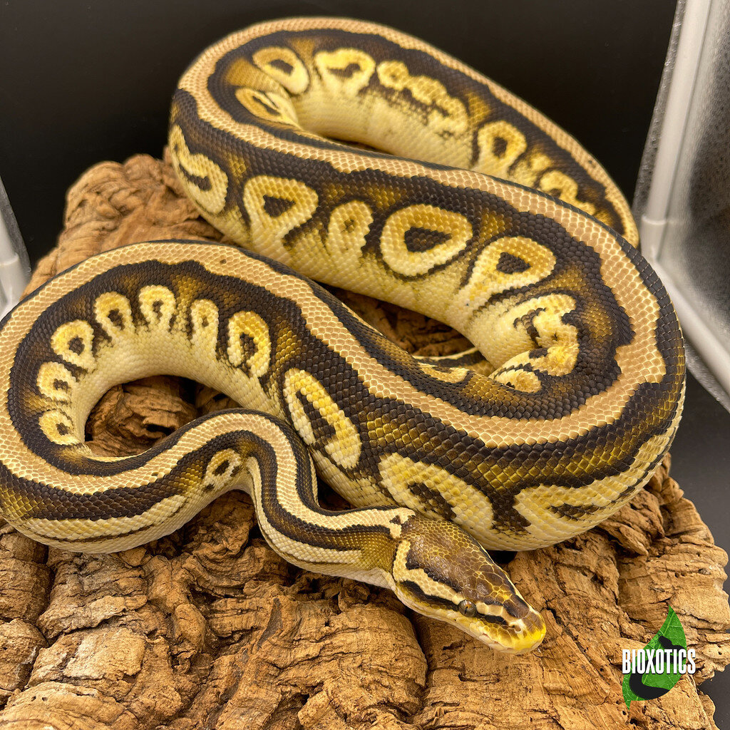 Cypress combos 💕 - Ball Pythons - MorphMarket Reptile Community