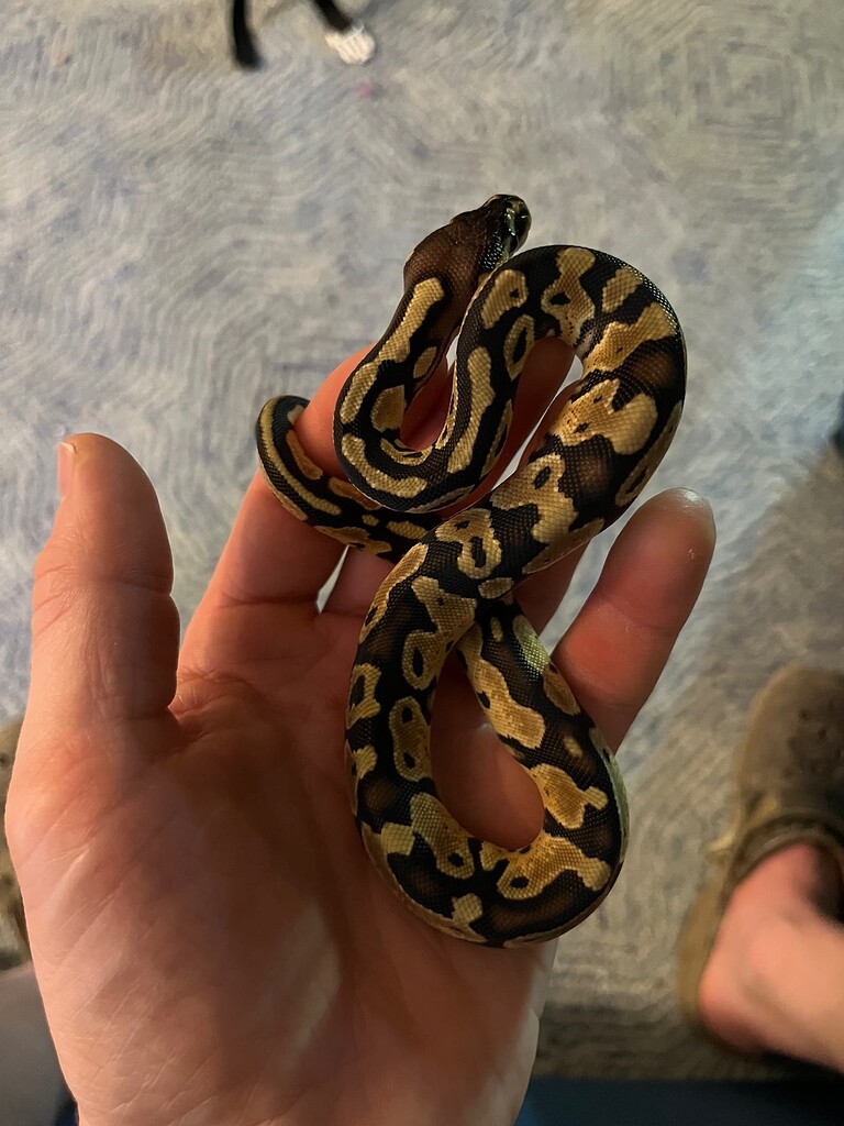 What morph is this Ball Python? Was told maybe GHI? - Ball Pythons ...