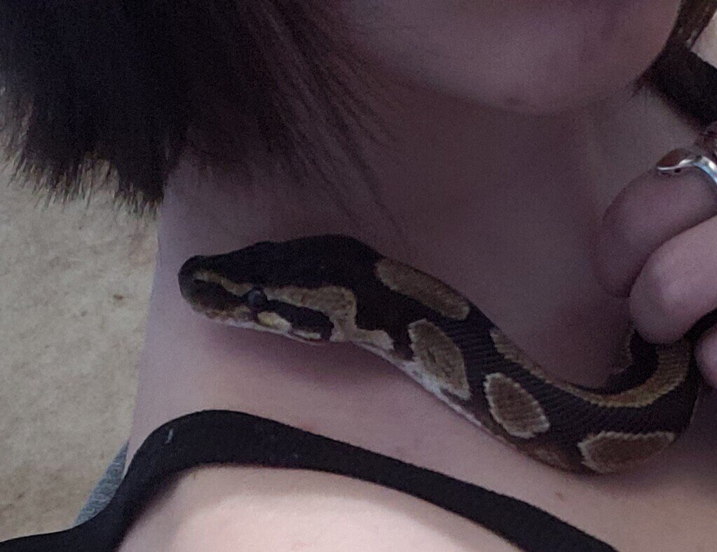 Just some pics of Ivy - Ball Pythons - MorphMarket Reptile Community