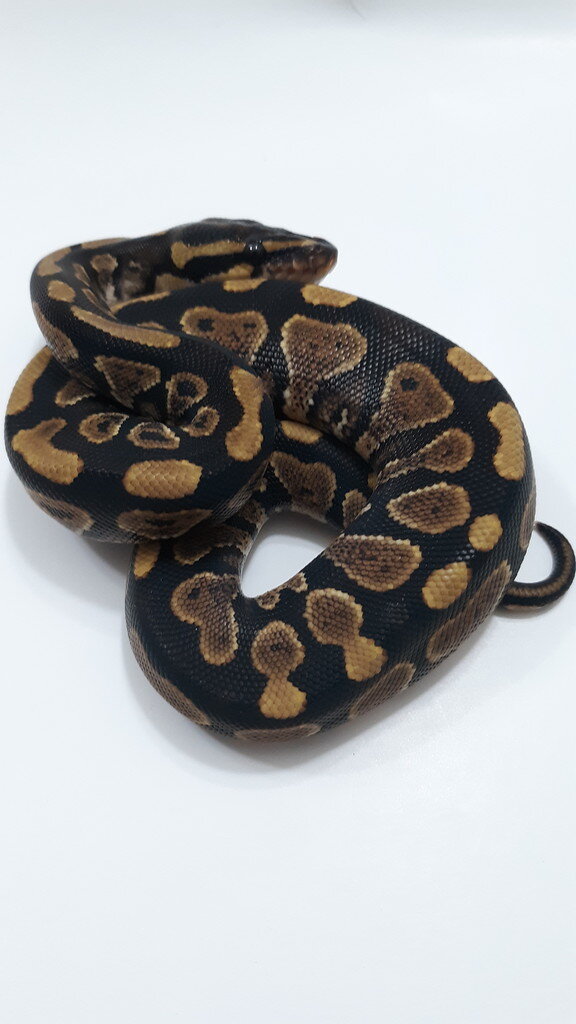 Opinions on this dinker project - Ball Pythons - MorphMarket Reptile ...