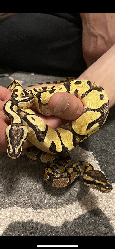 Two new 2021 Hatchlings | Firefly Enchi (Eileithyia) & Enchi (Augustus) - Ball Pythons ...