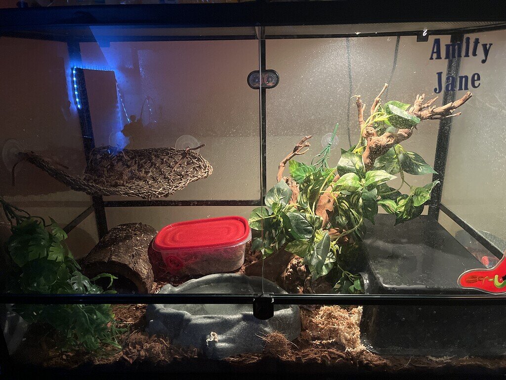 BP enclosure - Ball Pythons - MorphMarket Reptile Community