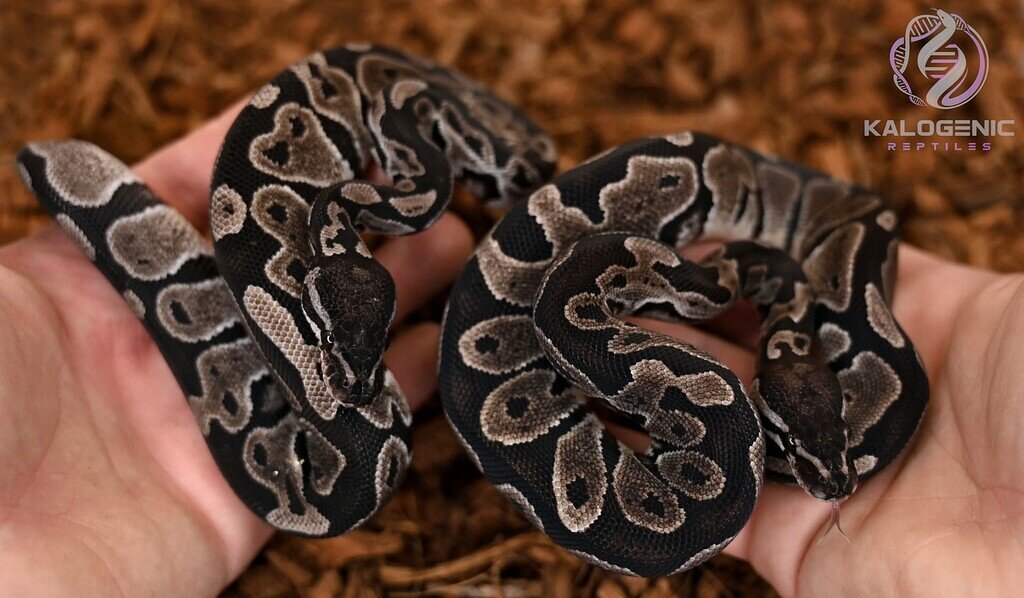 Sent one of my Black Axanthic sheds over for a VPI Axanthic shed test ...