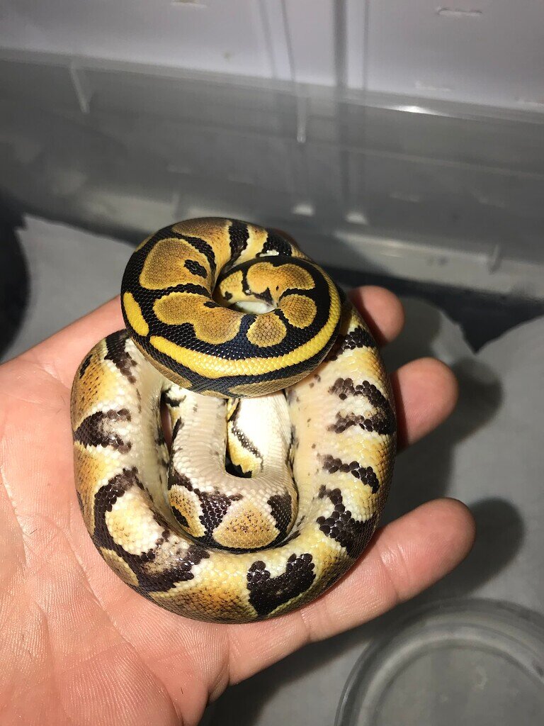 Normal? ID guesses welcome - Ball Pythons - MorphMarket Reptile Community