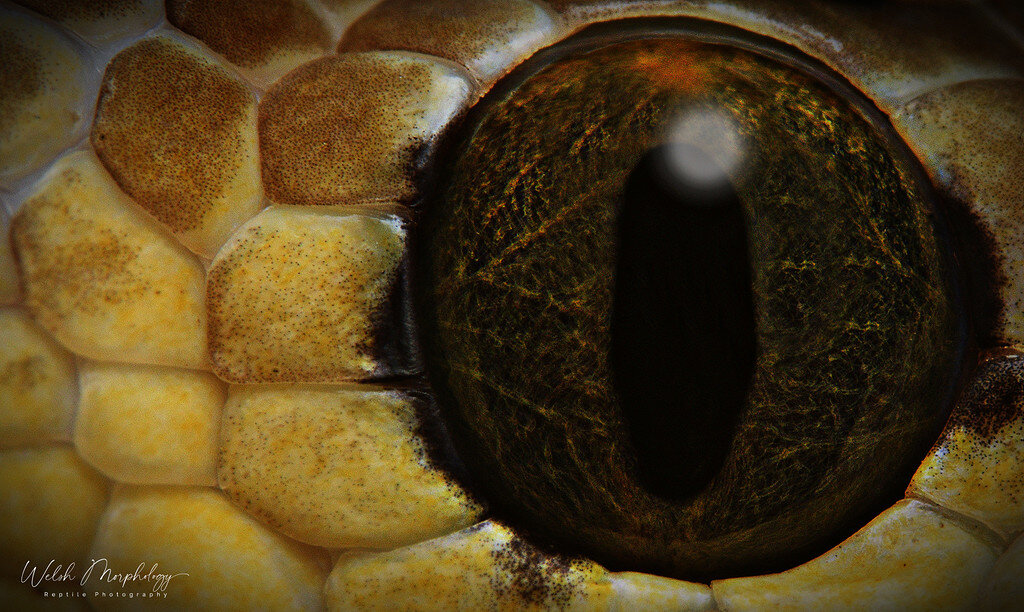 Eye of the Joker - Ball Pythons - MorphMarket Reptile Community