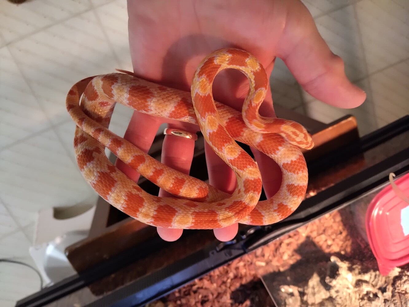 Is my snake underweight? - Corn Snakes - MorphMarket Reptile Community