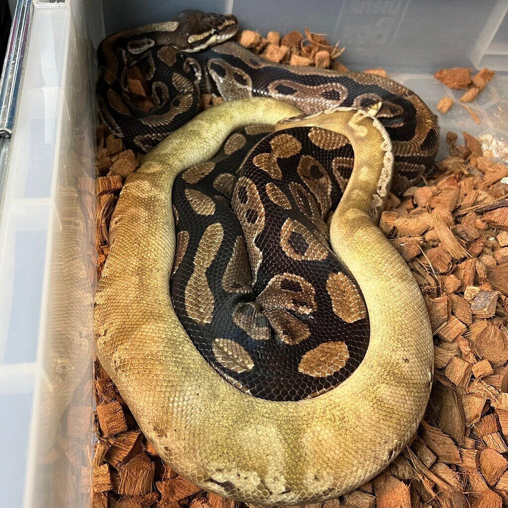 Hey BIG HEAD . - Ball Pythons - MorphMarket Reptile Community