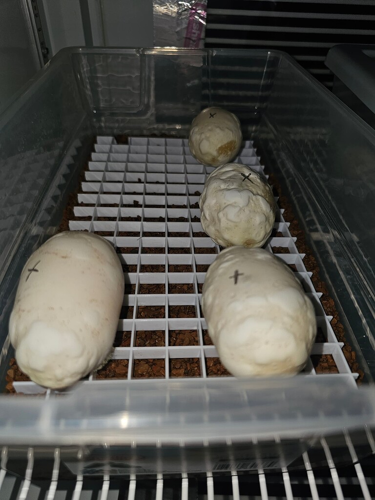 Lumpy Eggs In Incubator - Ball Pythons - MorphMarket Reptile Community